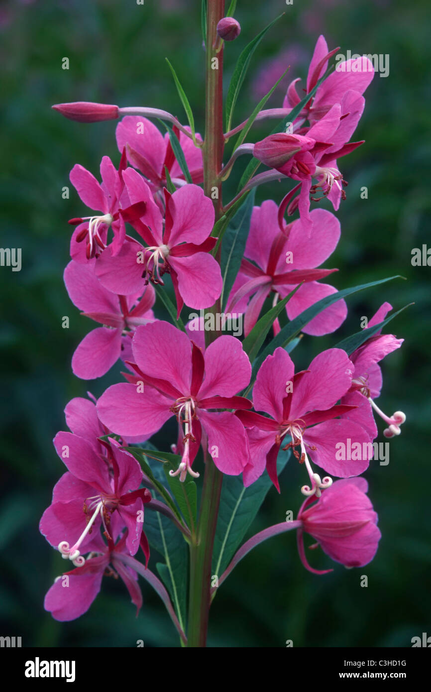 Stauden-Feuerkraut, Wald-Weidenroeschen, Epilobium angustifolium ...