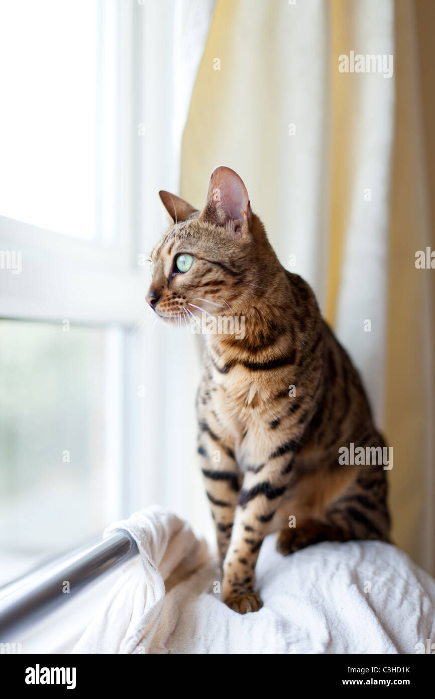 Thoroughbred Bengal cat at a year old Stock Photo - Alamy