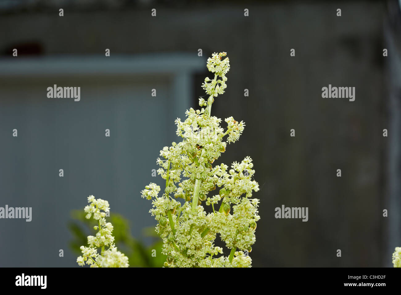 Flowering Rhubarb (Rheum rhabarbarum) in a garden in Wales, UK Stock ...