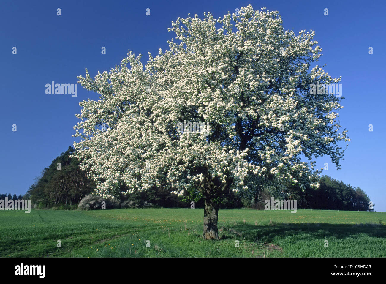 Birnbaum plants hi-res stock photography and images - Alamy