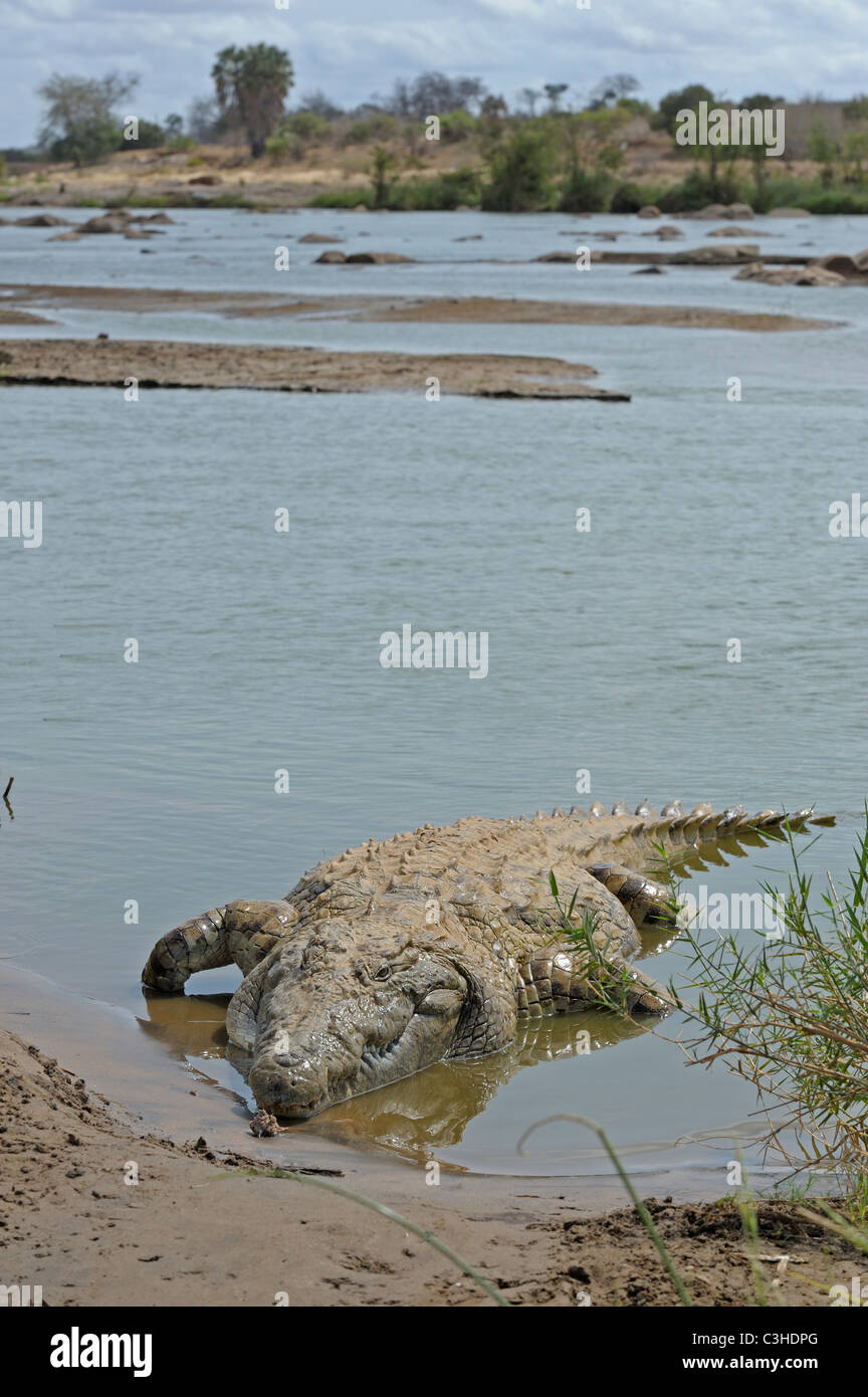 Nile crocodile (Crocodylus niloticus) lying in a river bank in Tsavo ...