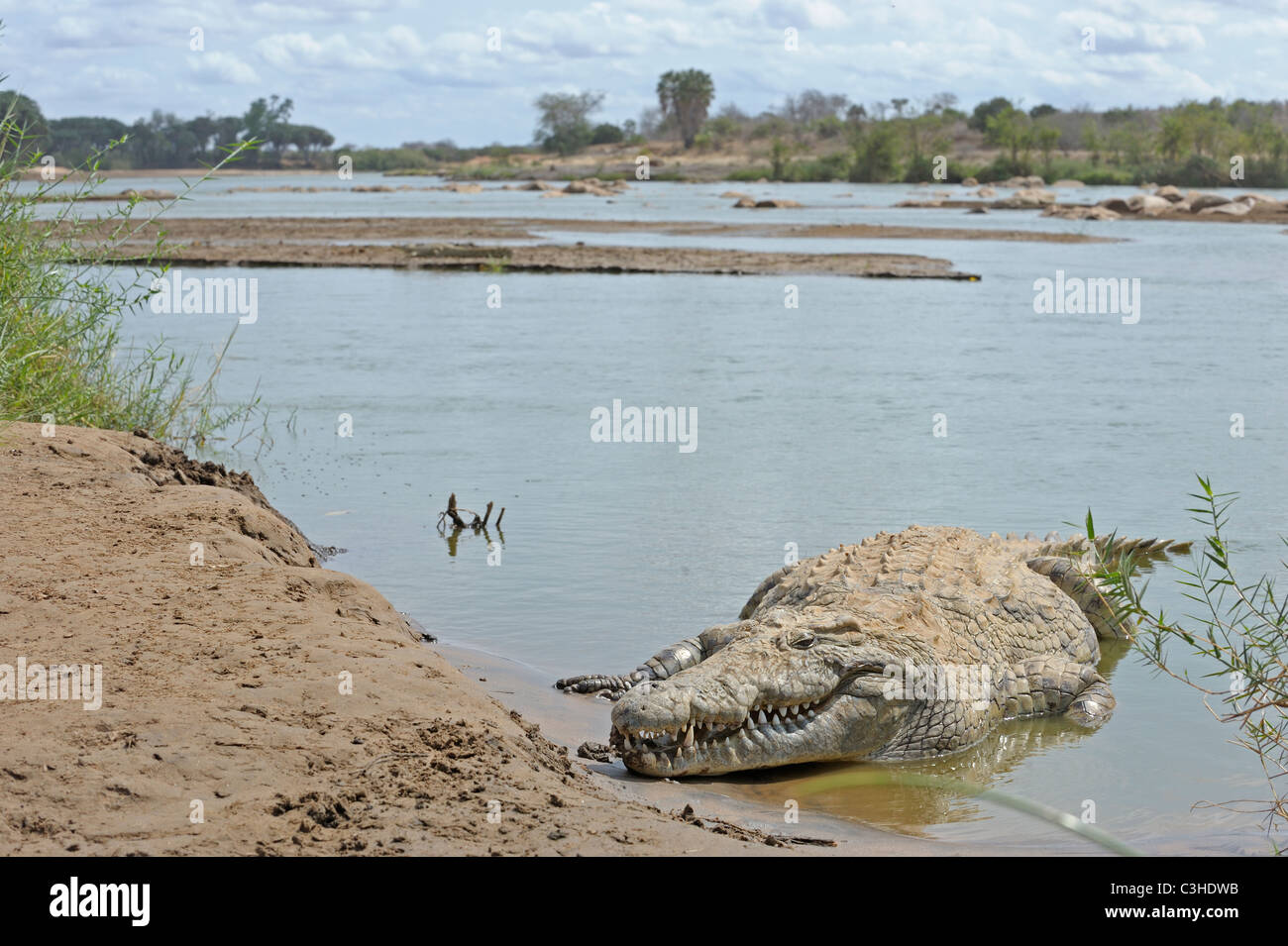 Nile crocodile (Crocodylus niloticus) lying in a river bank in Tsavo ...