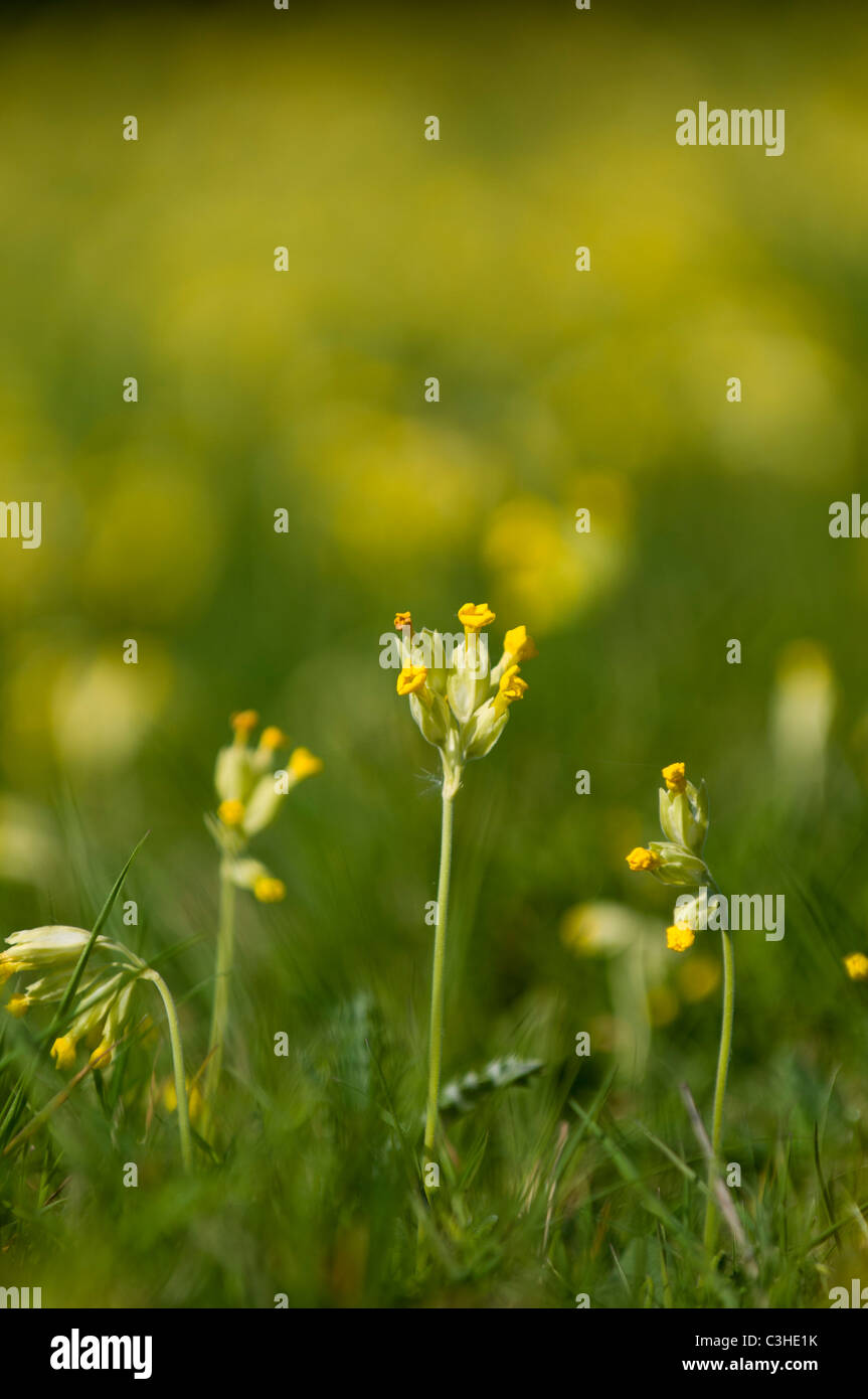 Cowslips (Primula veris Stock Photo - Alamy