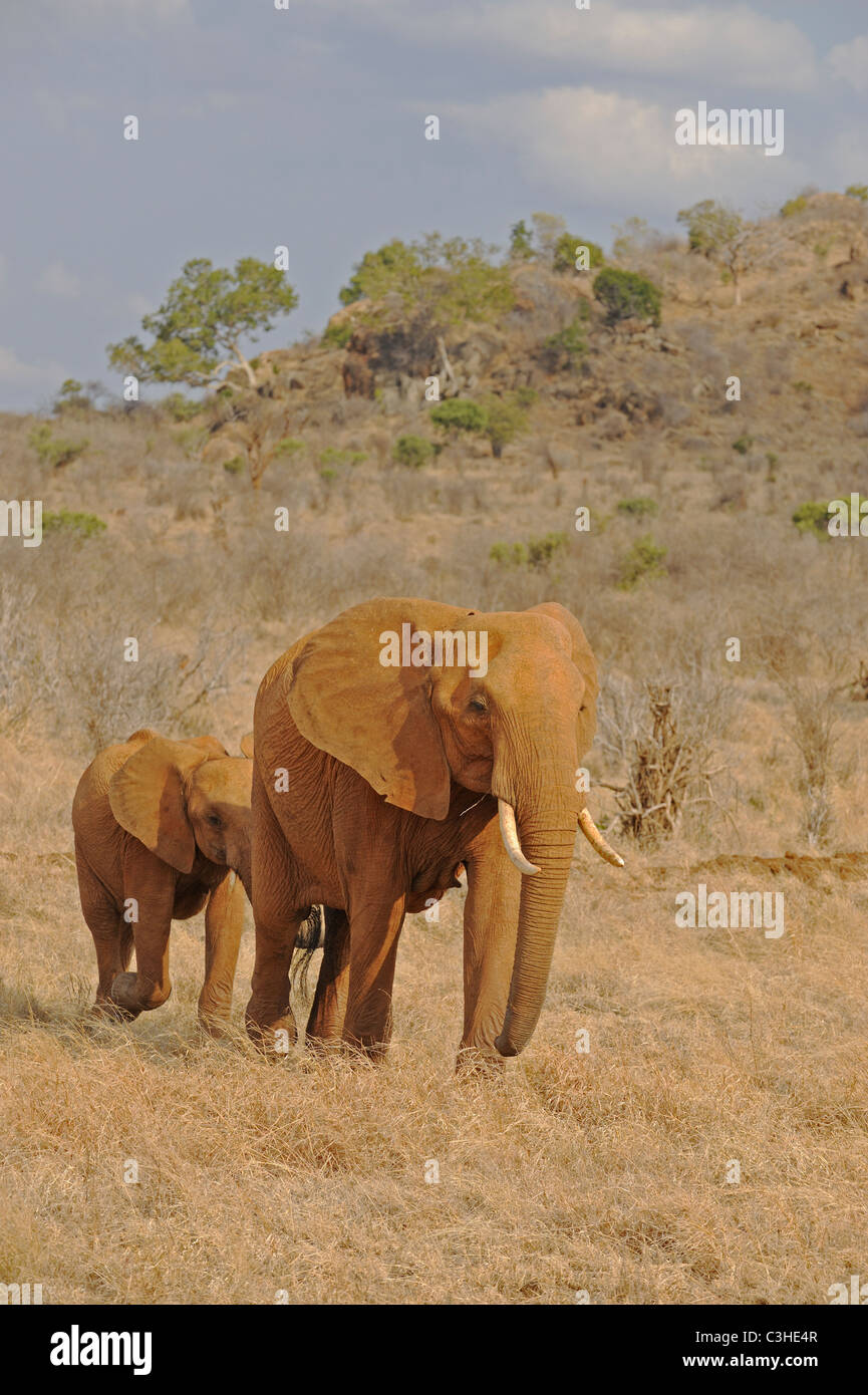 African elephants in Tsavo (East) national park, Kenya Stock Photo - Alamy