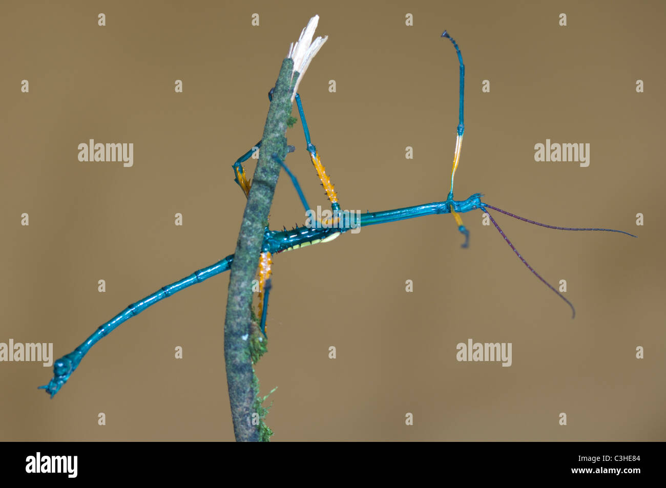 Male Stick Insect (Achriopetra fallax), captive Stock Photo - Alamy