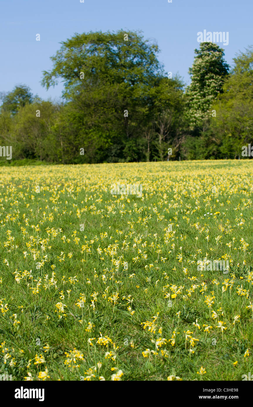 Cowslips (Primula veris Stock Photo - Alamy