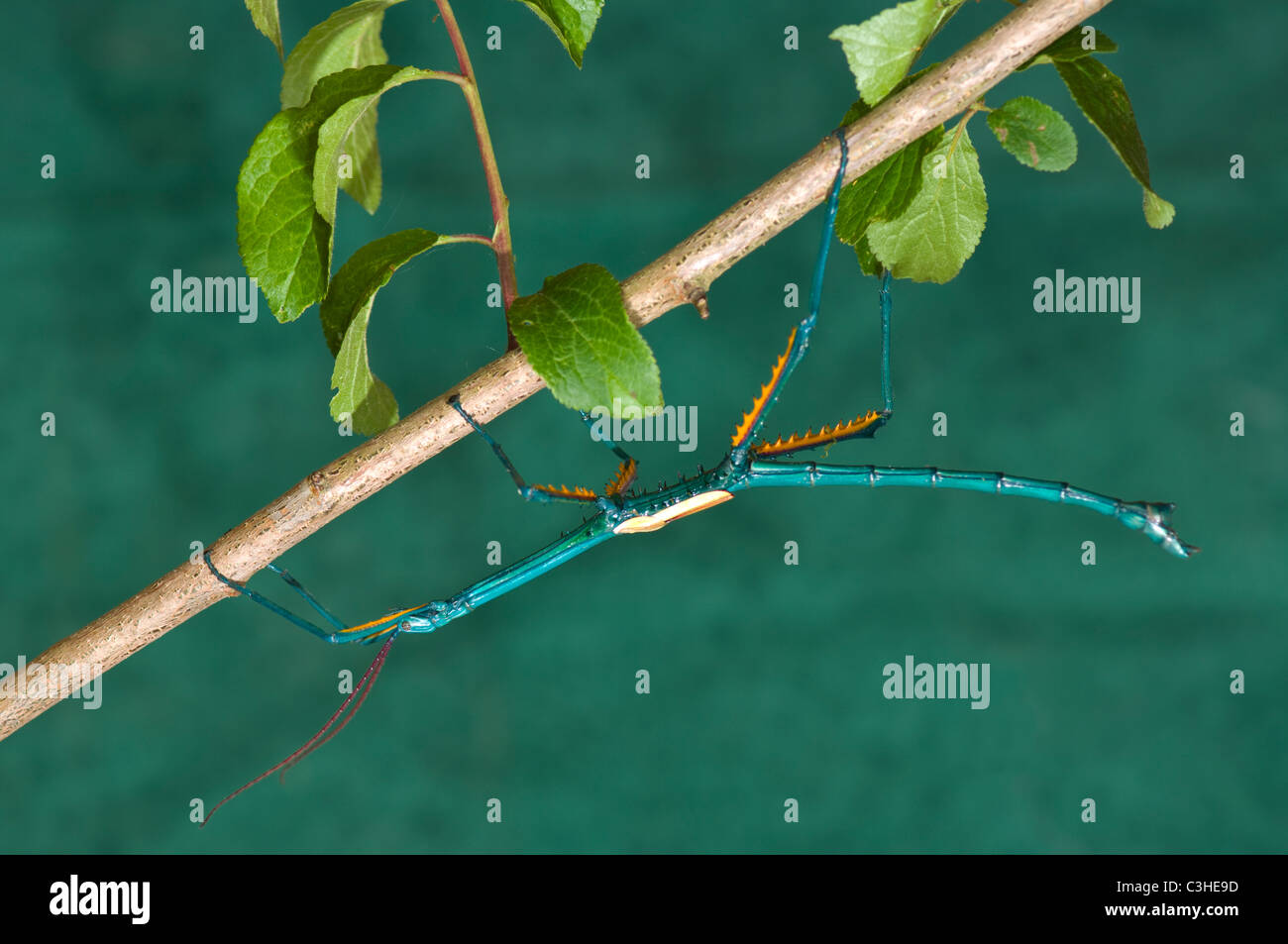 Male Stick Insect (Achriopetra fallax), captive Stock Photo - Alamy
