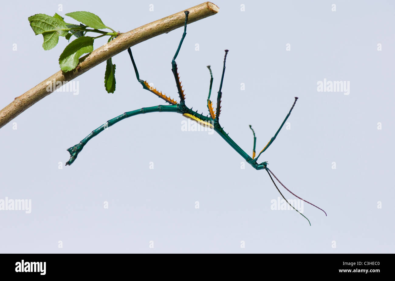 Male Stick Insect (Achriopetra fallax), captive Stock Photo - Alamy