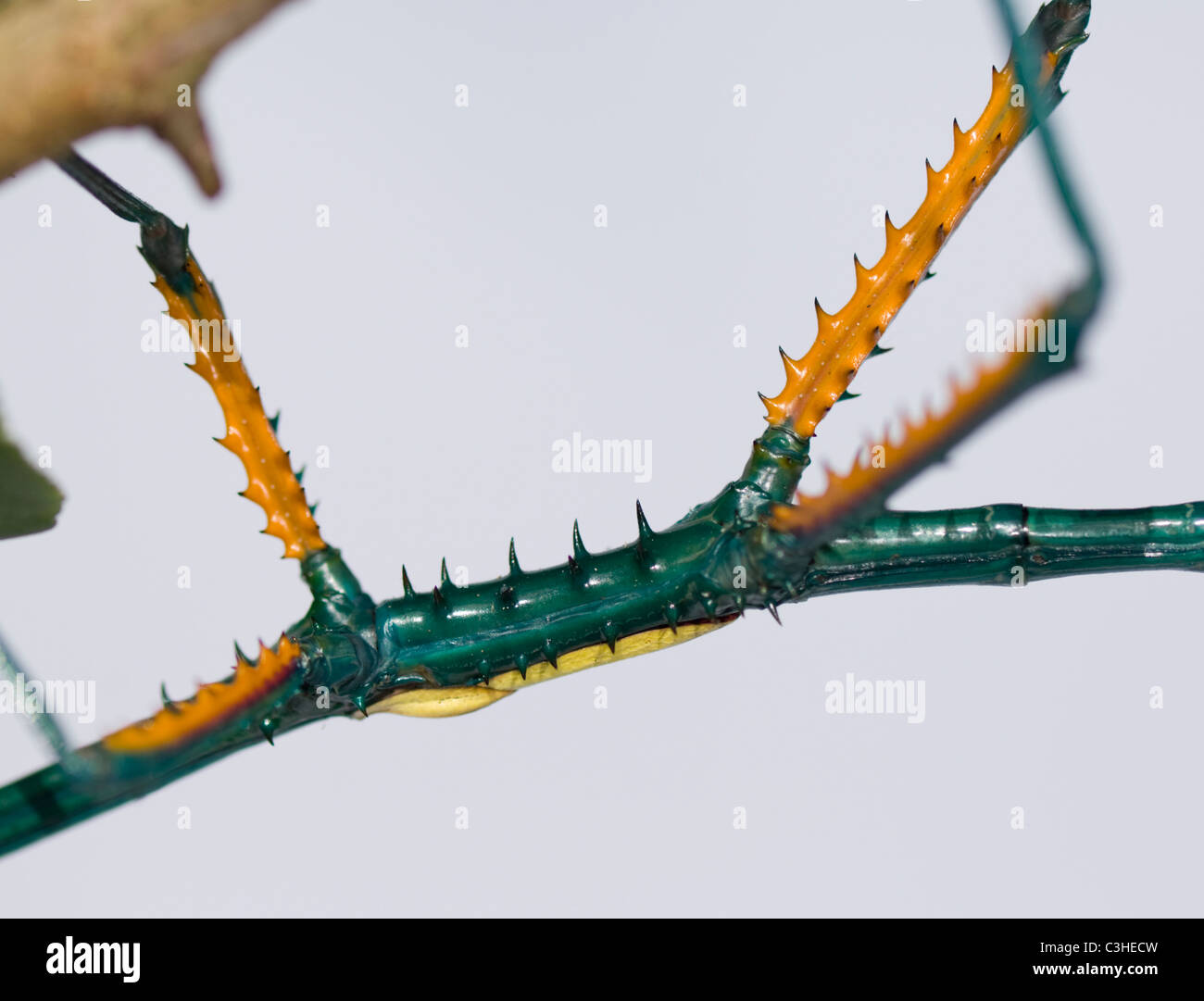 Thorax of a Male Stick Insect (Achriopetra fallax), captive Stock Photo ...
