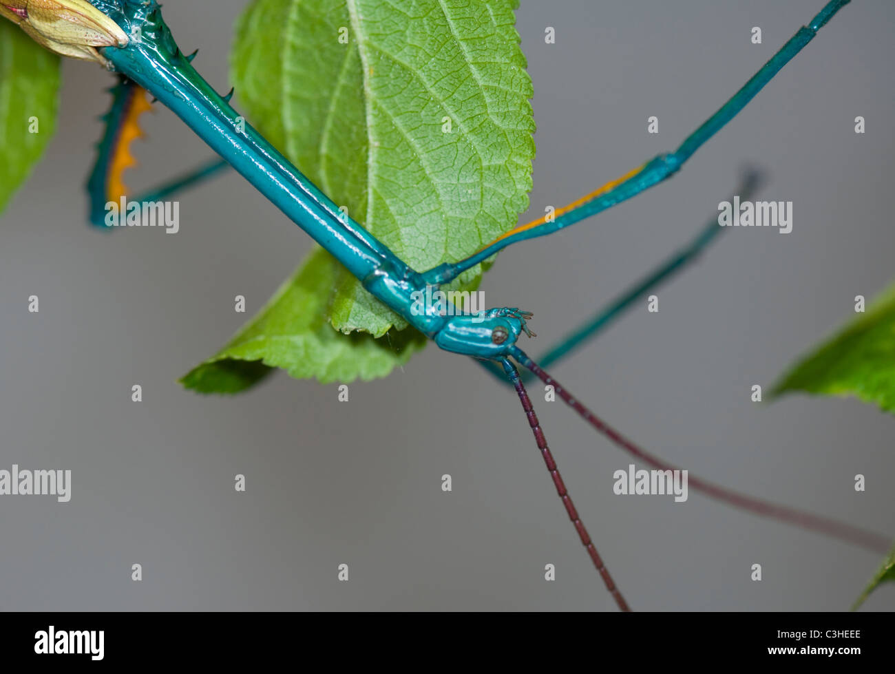 Close-up of a Male Stick Insect (Achriopetra fallax), captive Stock ...