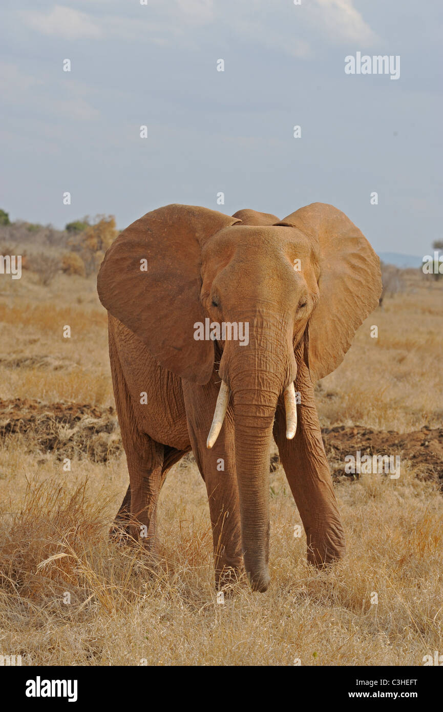 Male elephant hi-res stock photography and images - Alamy