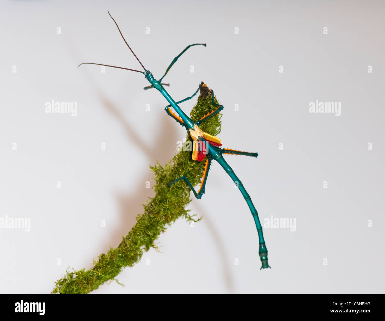 Stick insects madagascar hi-res stock photography and images - Alamy
