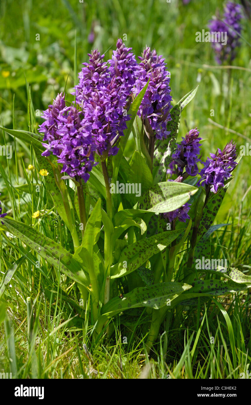 58262 hi-res stock photography and images - Alamy