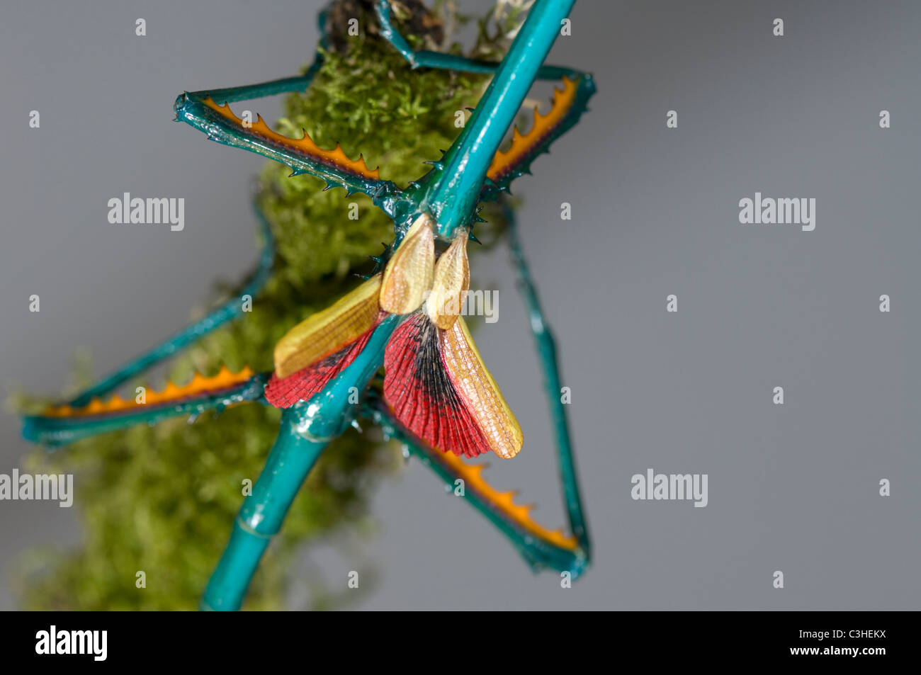 Wings of a Male Stick Insect (Achriopetra fallax), in defensive ...