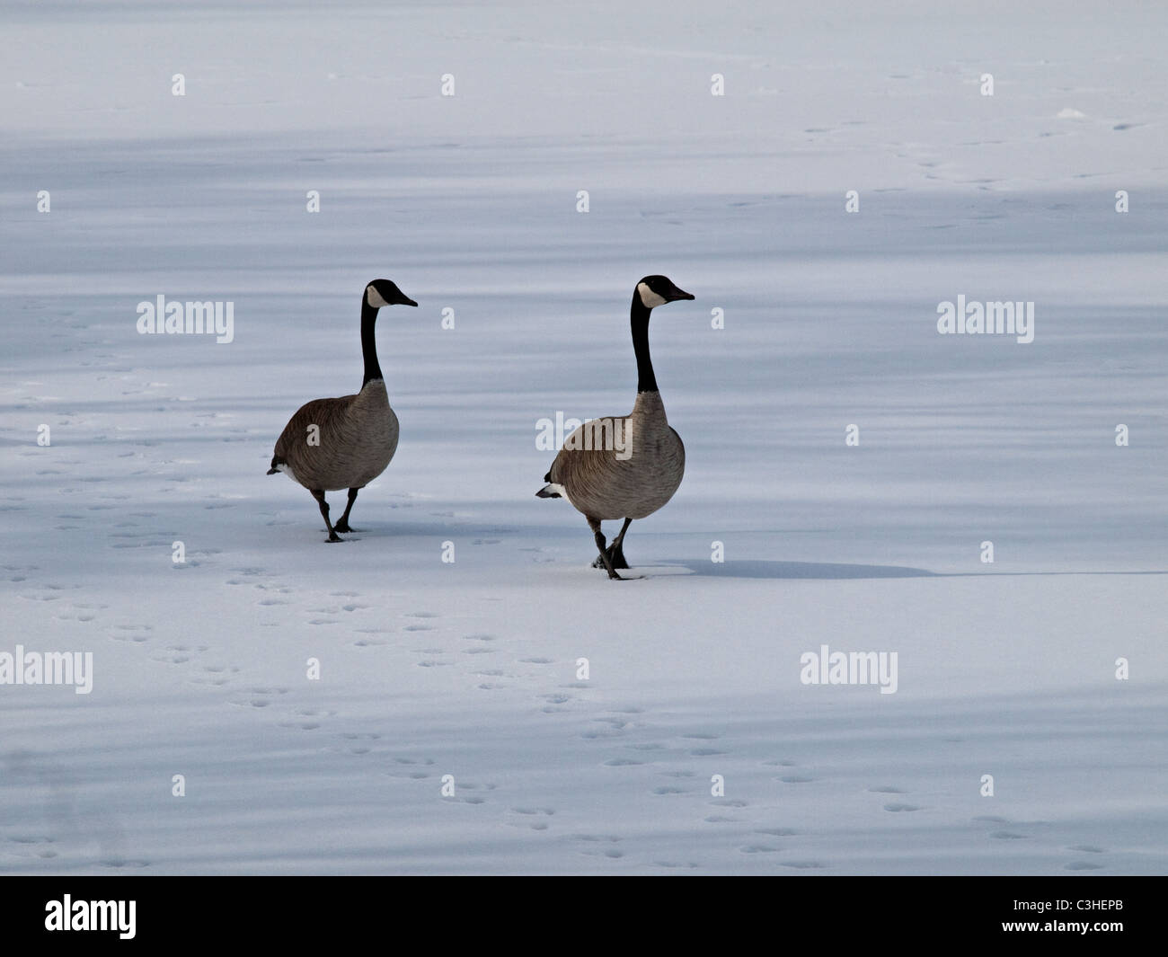 Canadian snow geese hi-res stock photography and images - Alamy