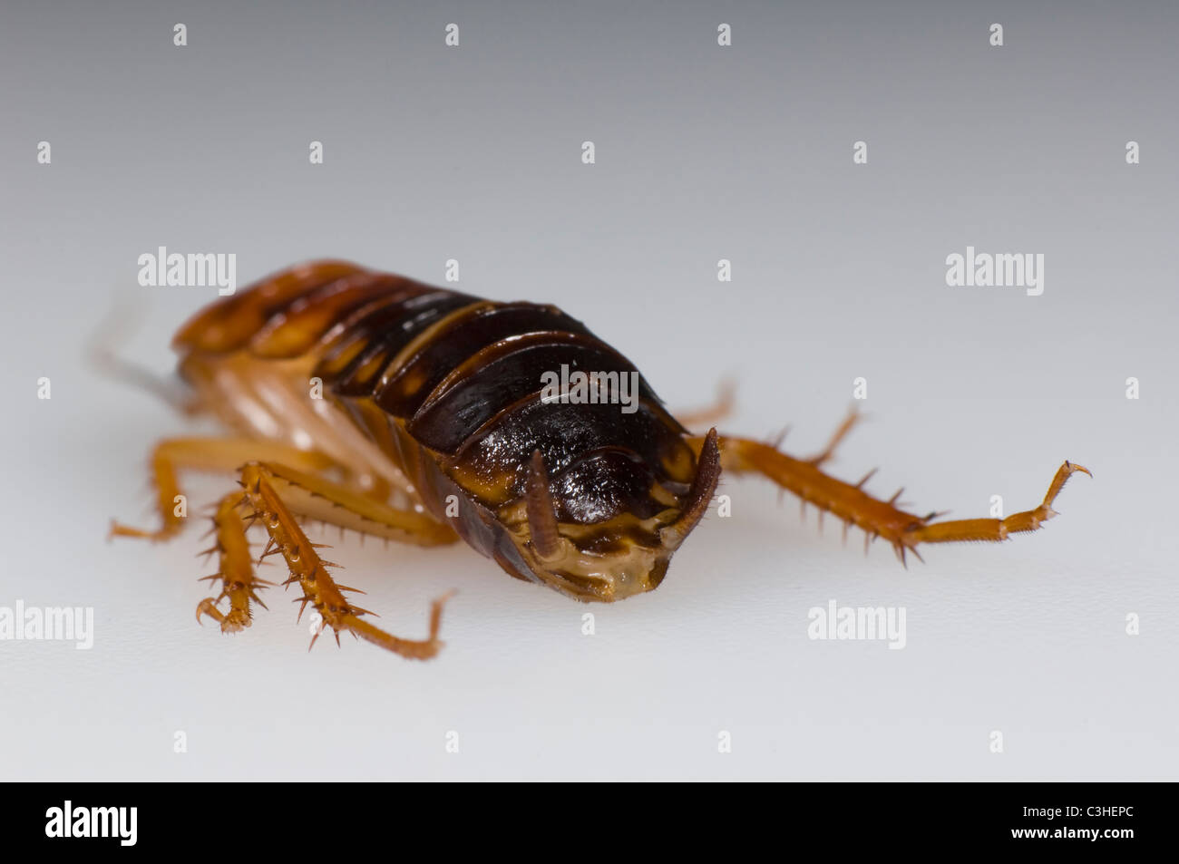 Turkistan High Resolution Stock Photography and Images - Alamy