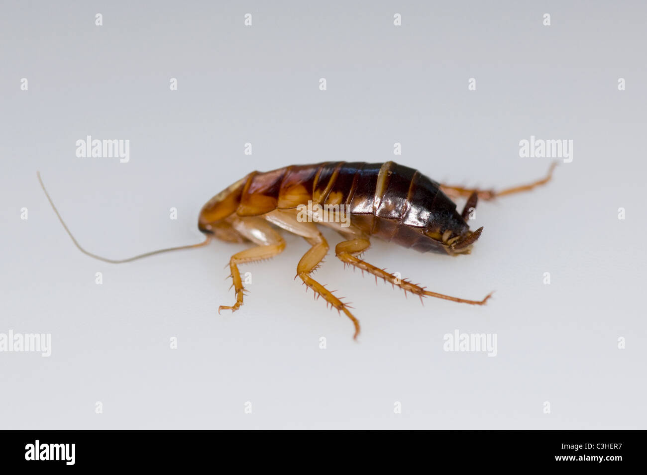Turkistan Cockroach (Blatta lateralis Stock Photo - Alamy
