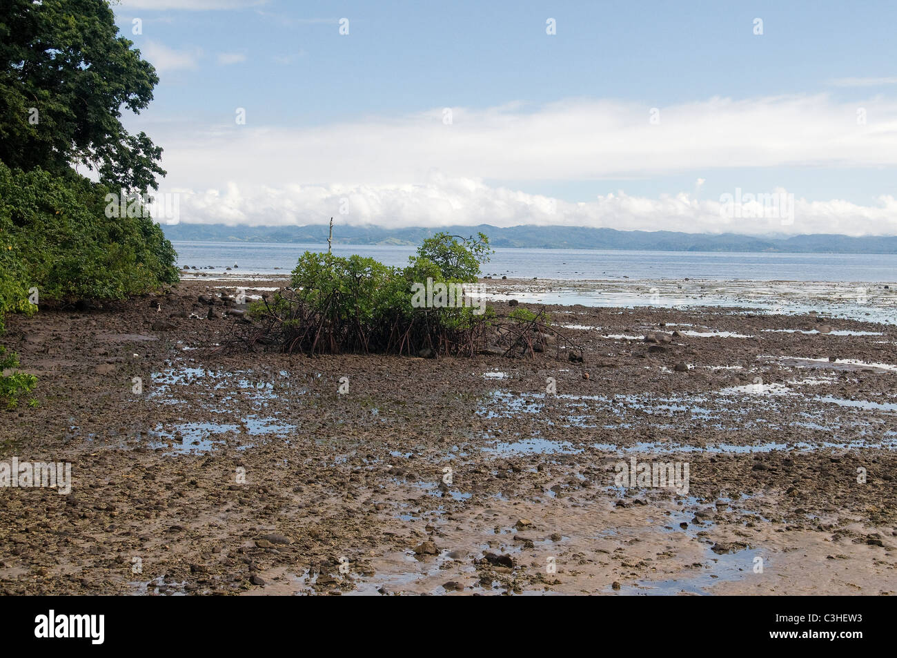 Mangroves fiji hi-res stock photography and images - Alamy