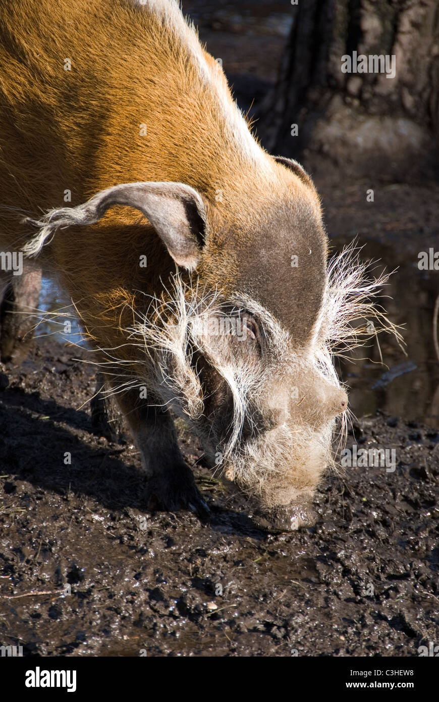 Close up Hairy Tusked Face of Red River Hog, Yorkshire Wildlife Park ...