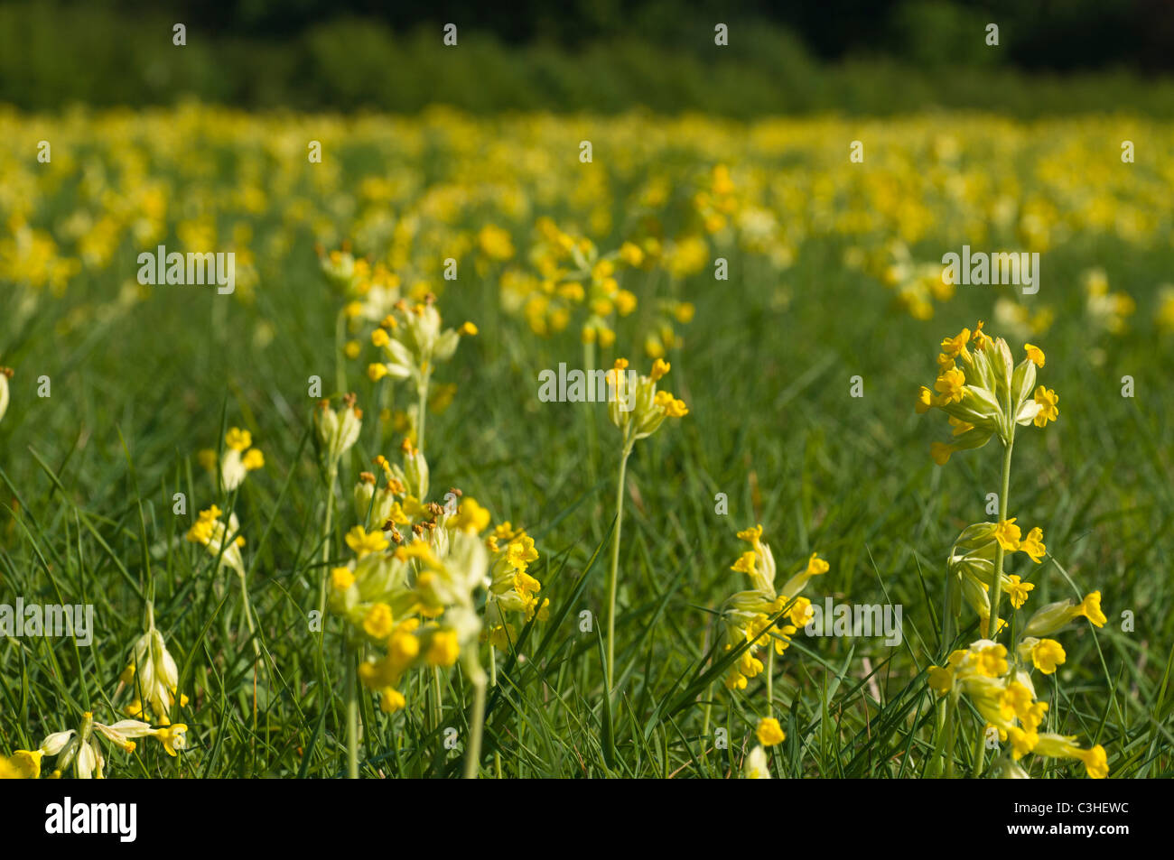 Cowslips (Primula veris Stock Photo - Alamy