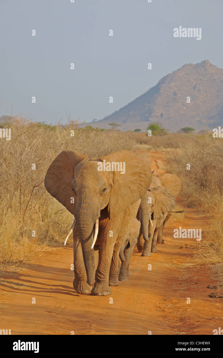 African elephants in Tsavo (East) national park, Kenya Stock Photo - Alamy