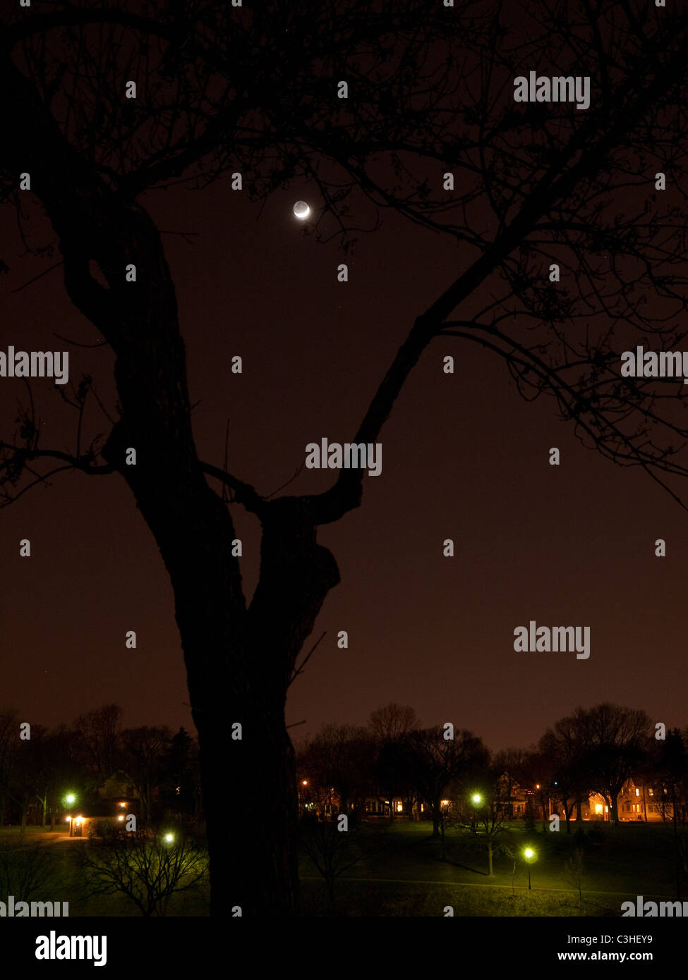 view of crescent moon through a severely pruned ash tree in Powderhorn ...