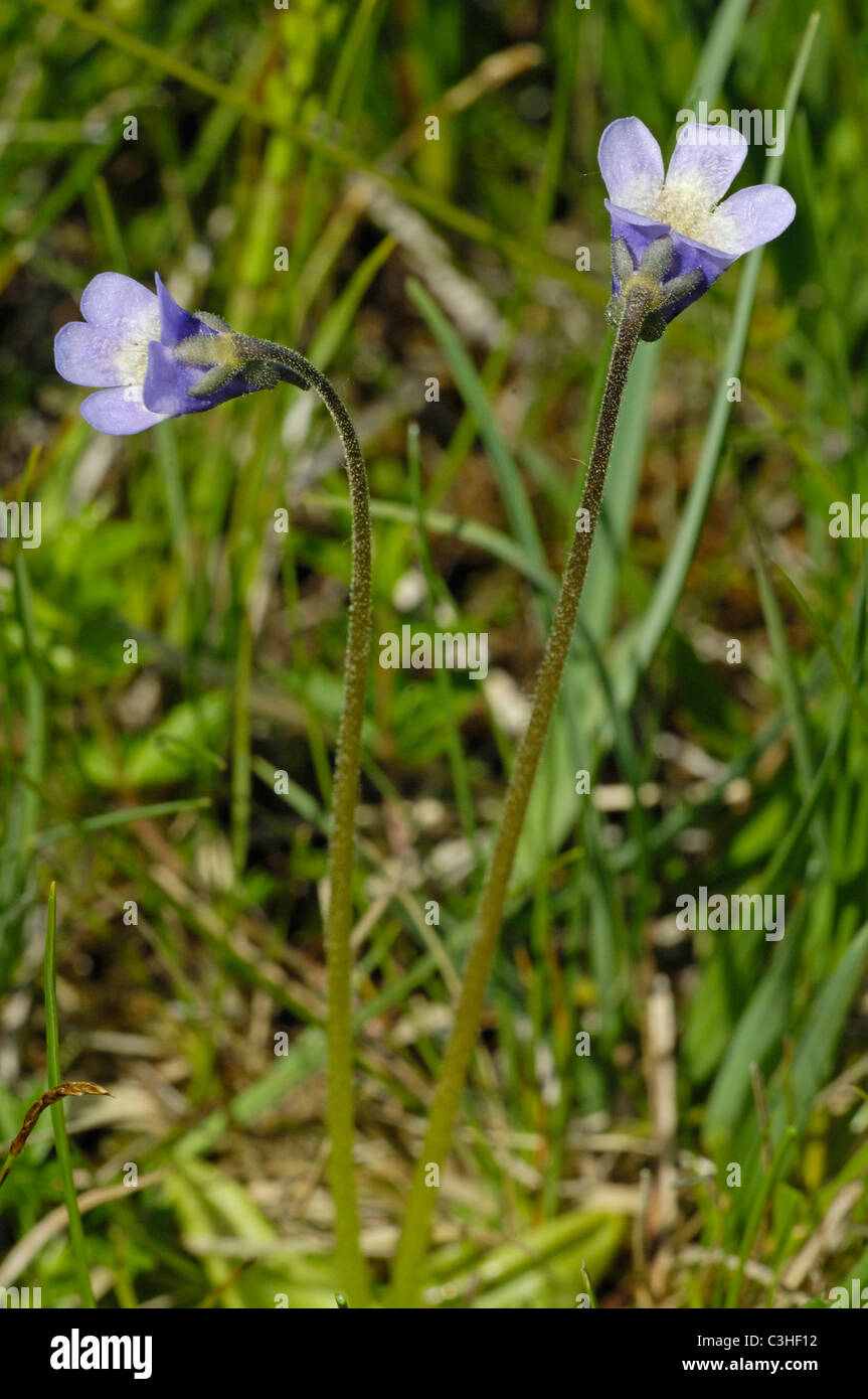 Gemeines Fettkraut, Pinguicula vulgaris, Common Butterwort, Ries ...