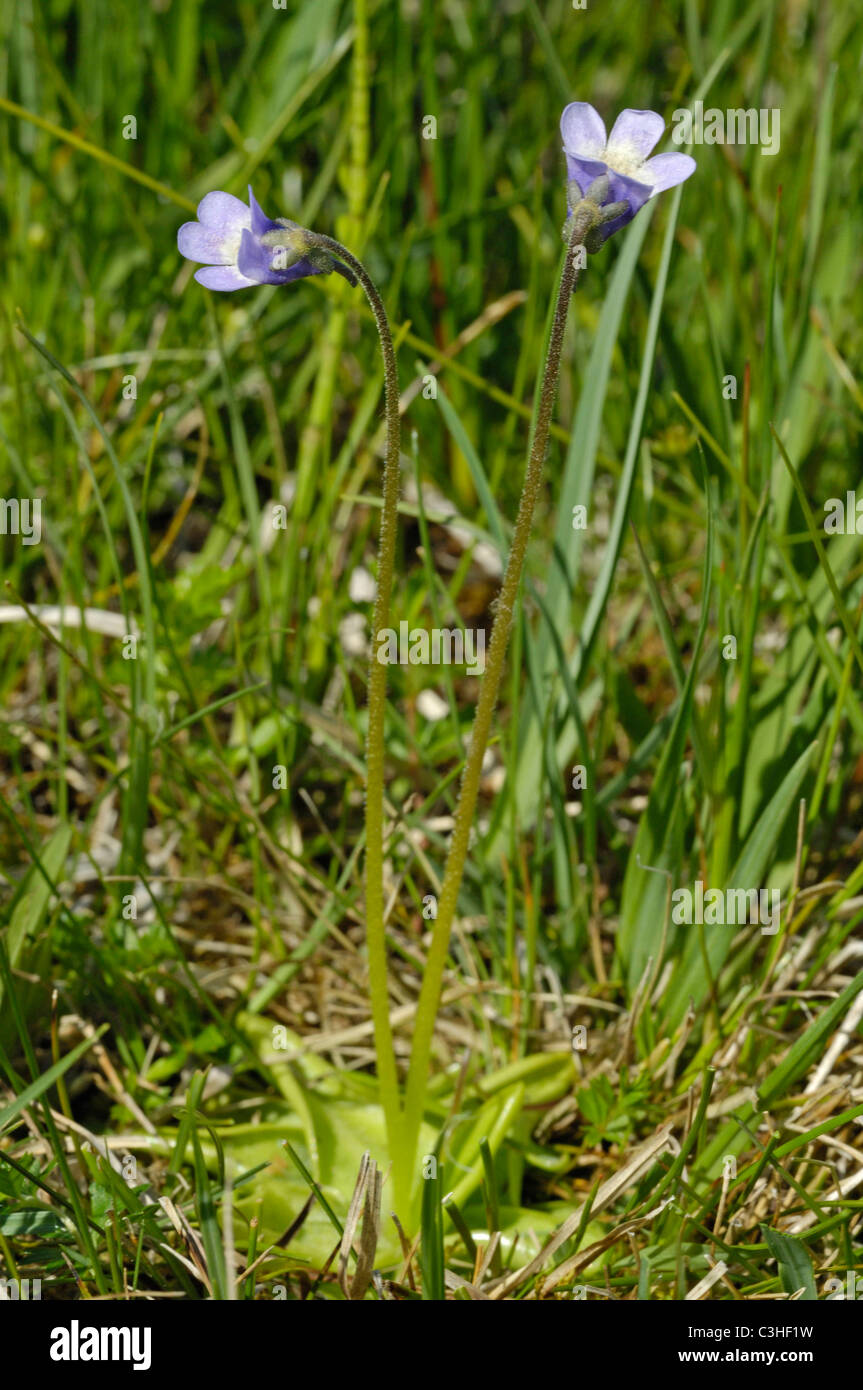 Gemeines Fettkraut, Pinguicula vulgaris, Common Butterwort, Ries ...