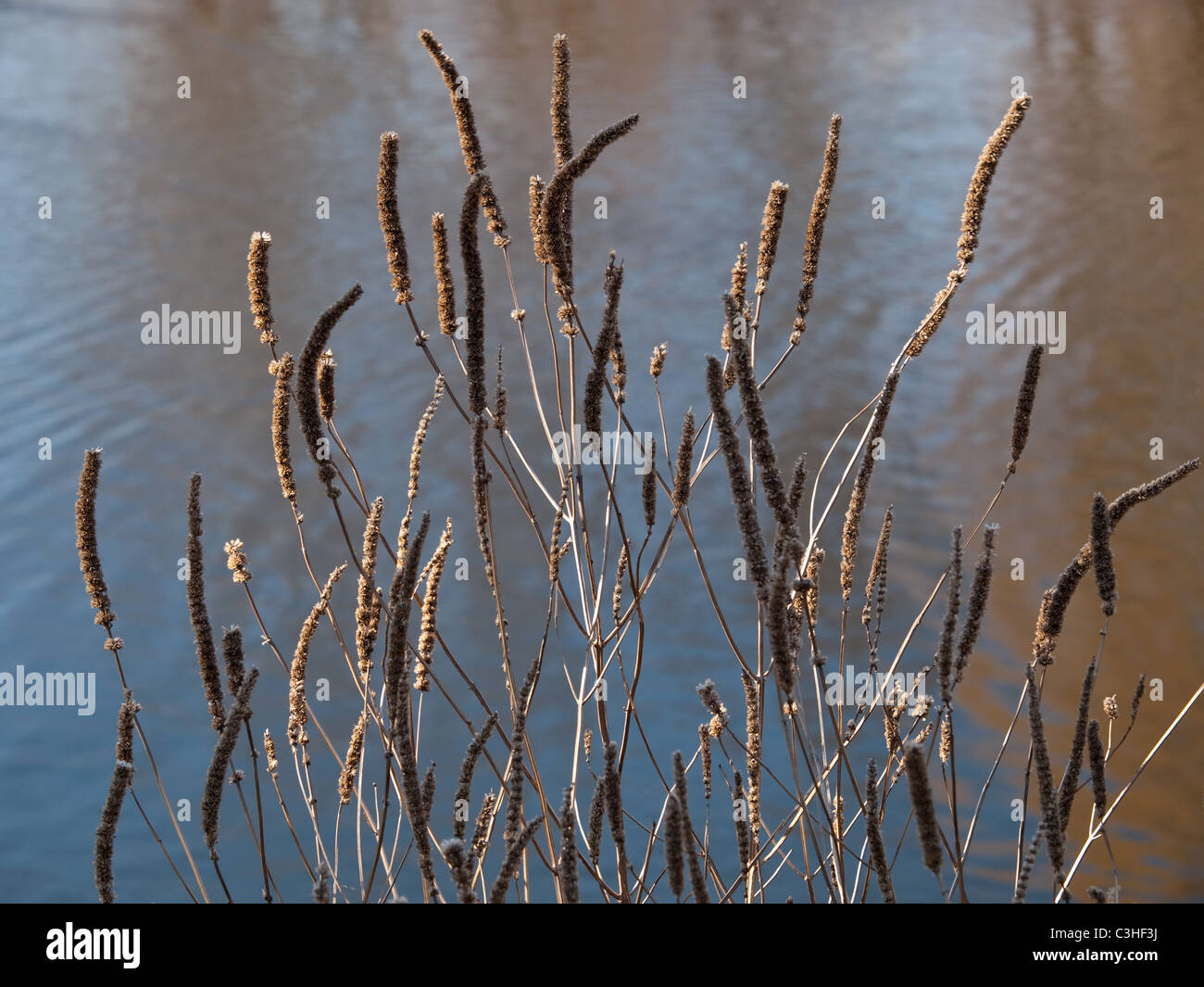 Lakeside planting hi-res stock photography and images - Alamy