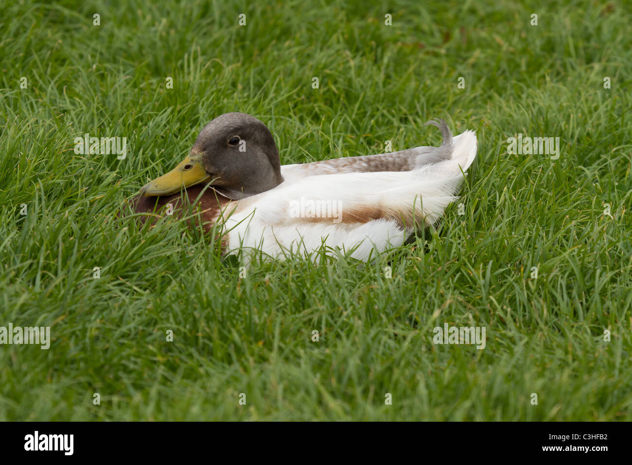 A duck lying in the grass Stock Photo - Alamy