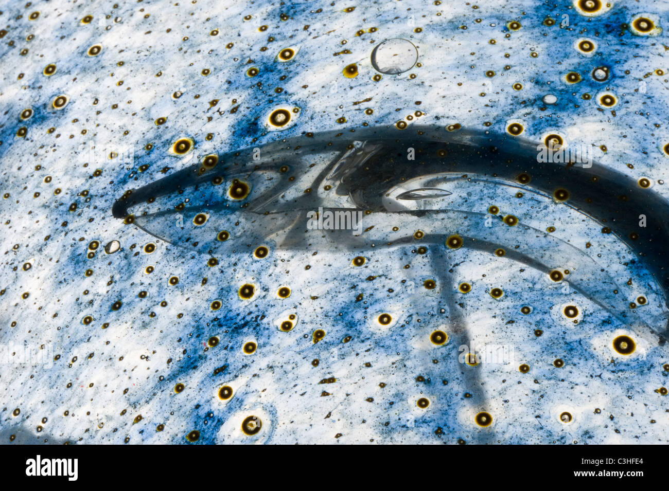 Unusual fish hi-res stock photography and images - Alamy