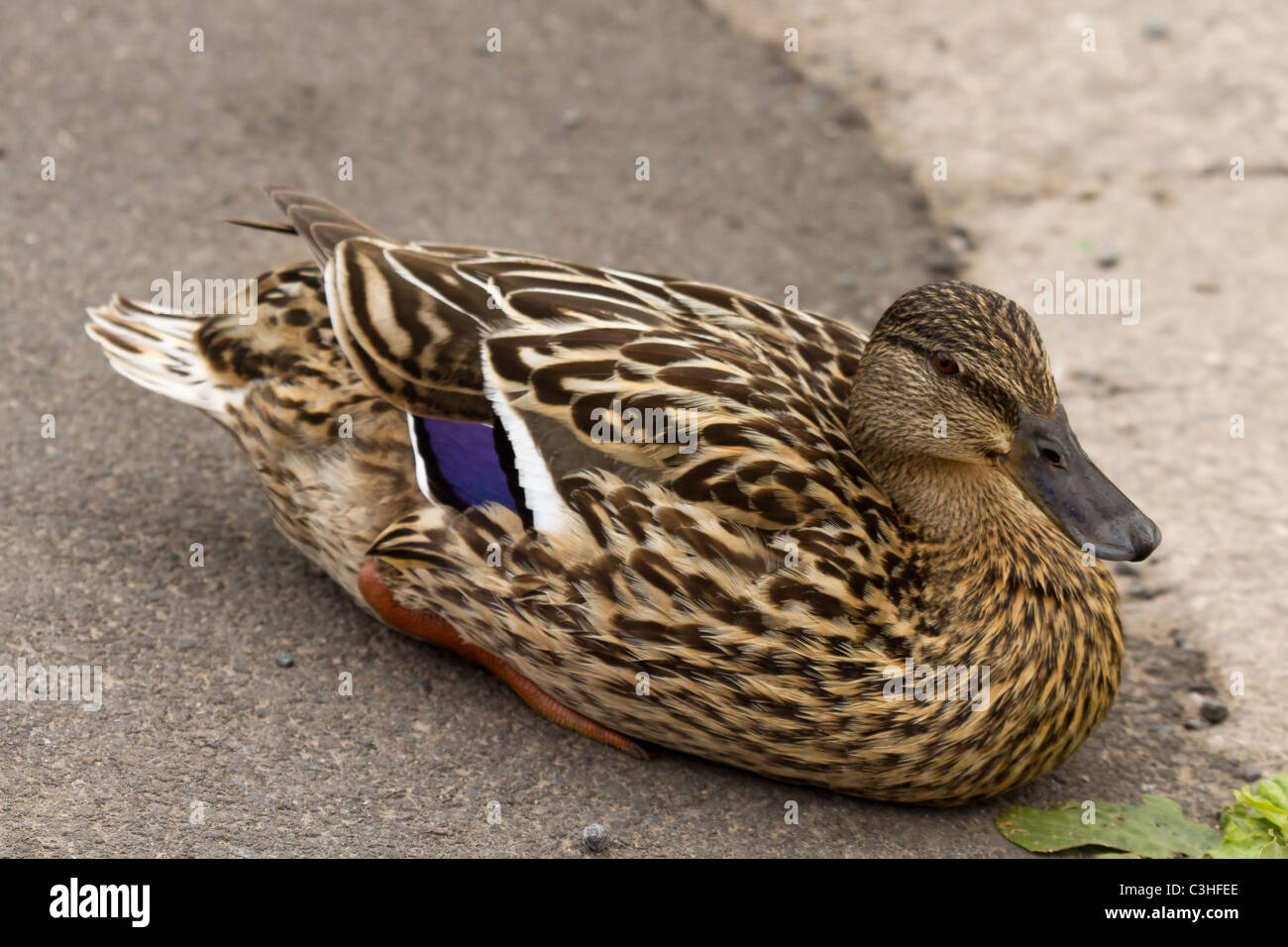 A female mallard duck lying down on the floor Stock Photo - Alamy