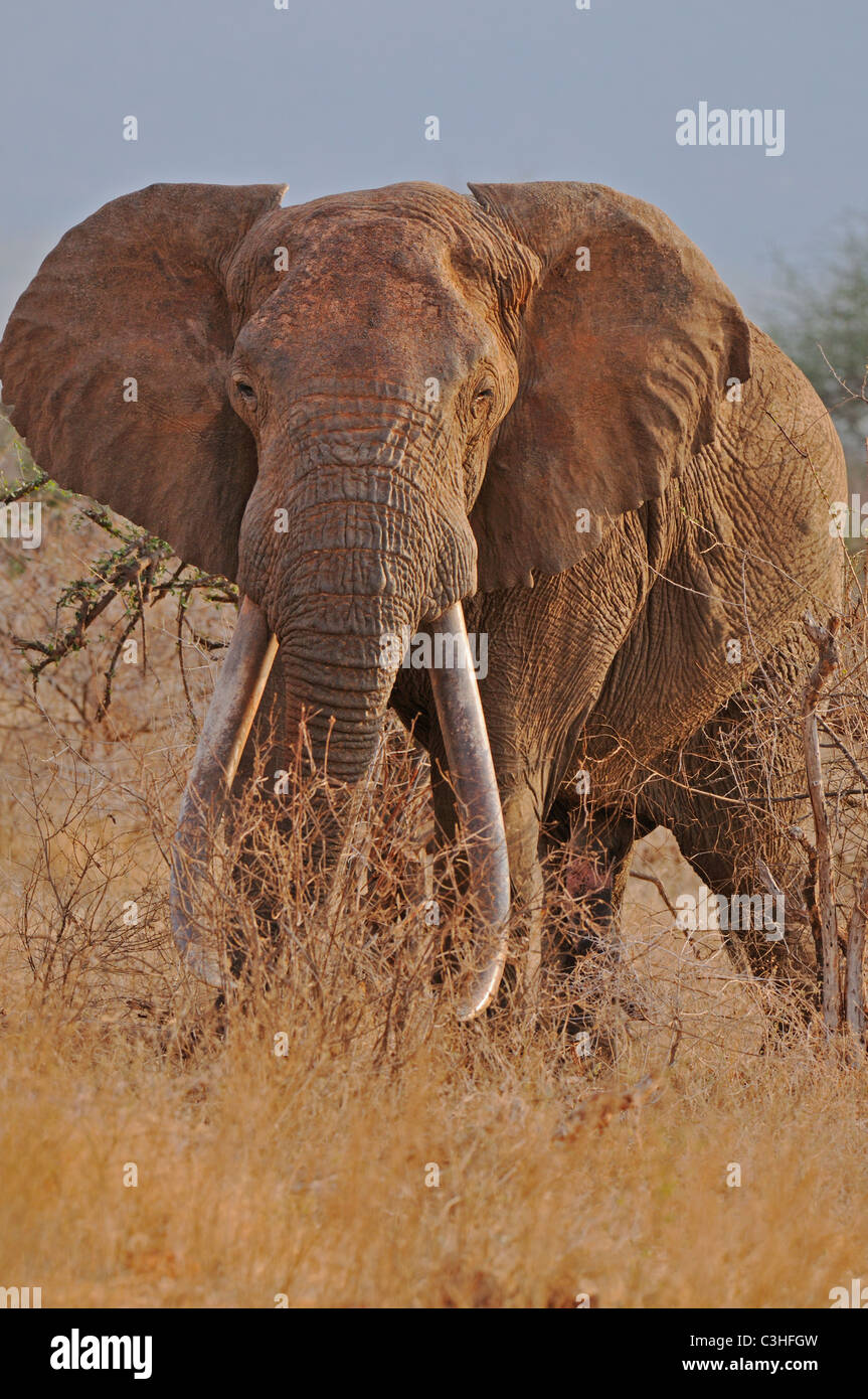Male bull African elephant in Tsavo (East) national park, Kenya Stock ...