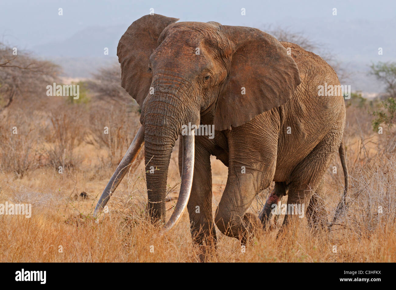 Male bull African elephant in Tsavo (East) national park, Kenya Stock ...