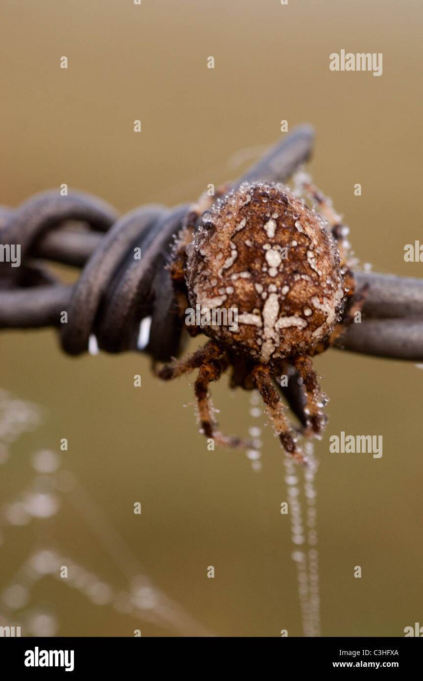 Barbed legs hi-res stock photography and images - Alamy