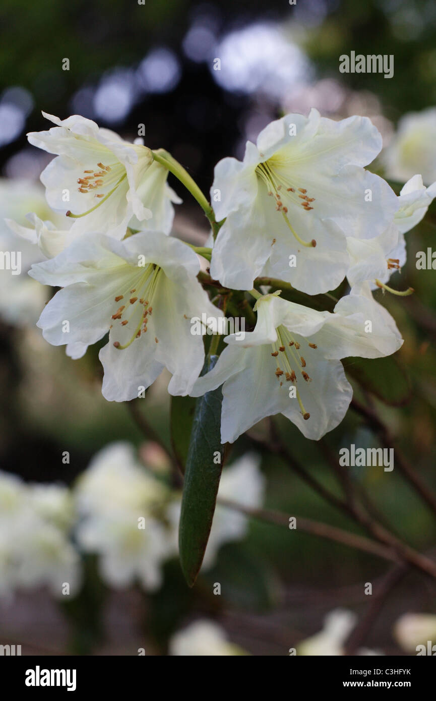 White azalea flowers hi-res stock photography and images - Alamy