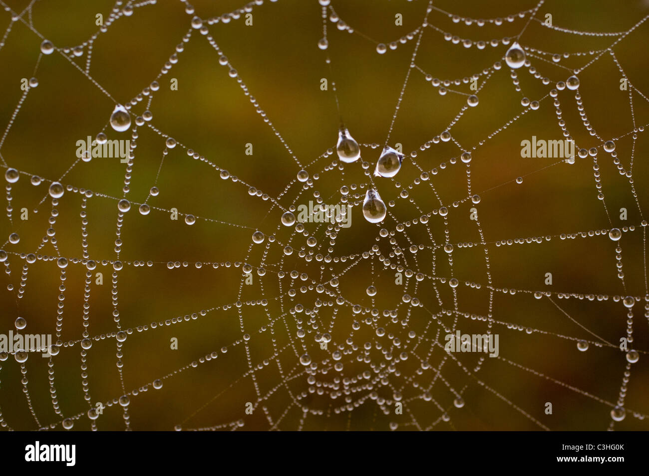 Moisture on spiders web hi-res stock photography and images - Alamy