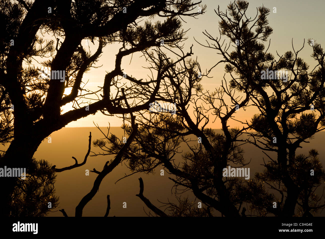 Pinyon juniper hi-res stock photography and images - Alamy