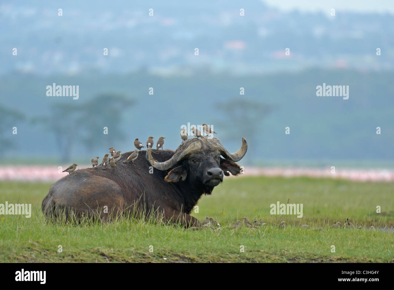 Birds Sitting Buffalo High Resolution Stock Photography and Images - Alamy
