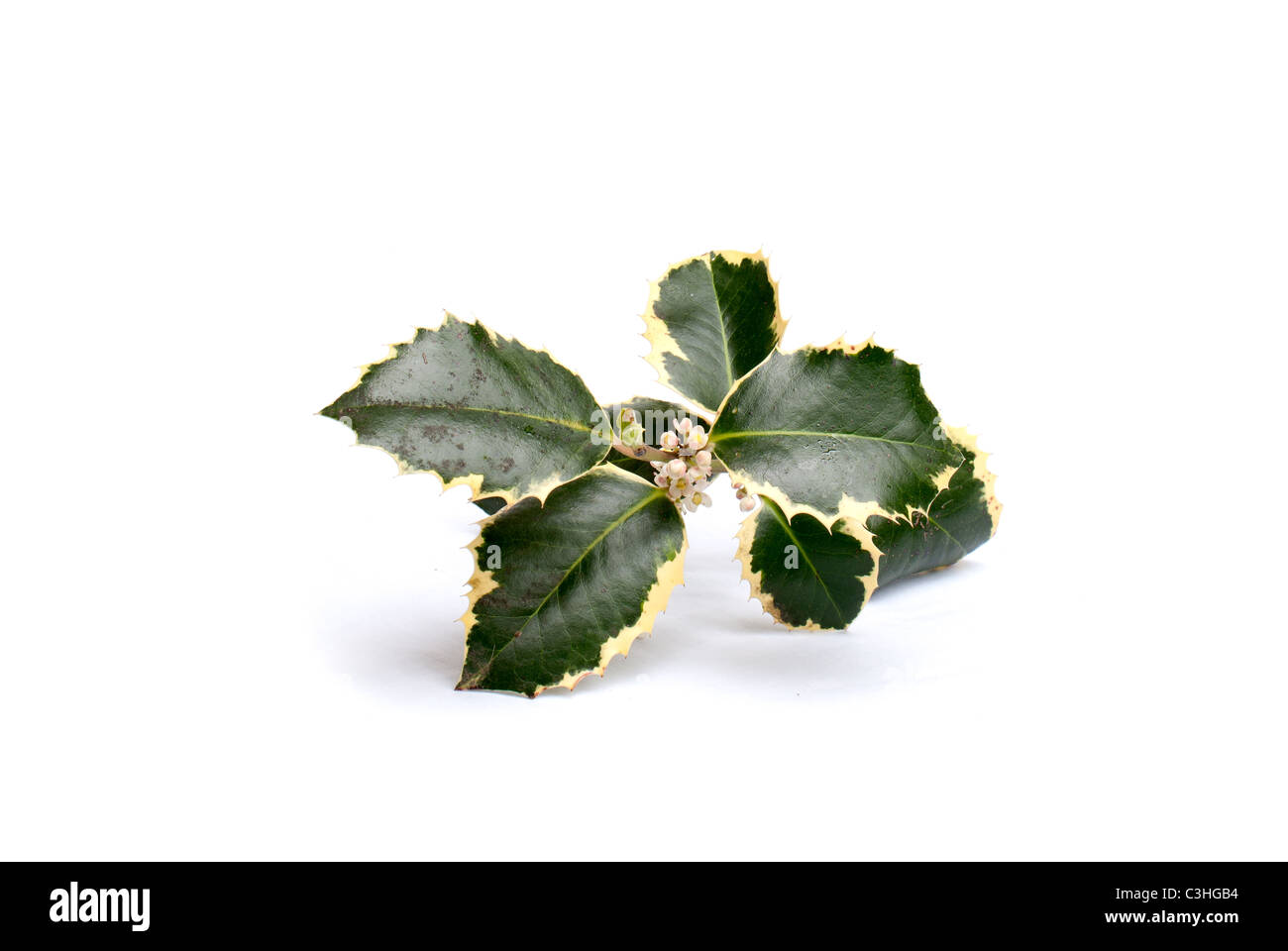 Isolated holly hi-res stock photography and images - Alamy