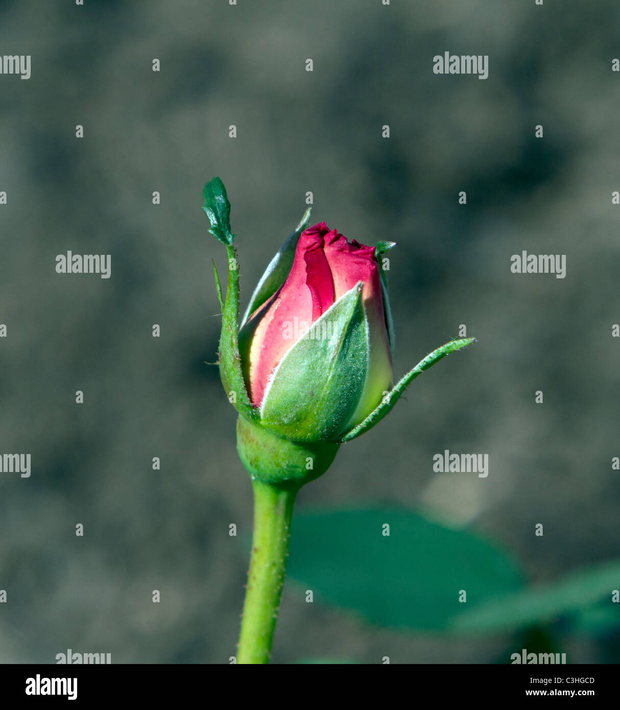 Elle Hybrid Tea Rose Stock Photo - Alamy