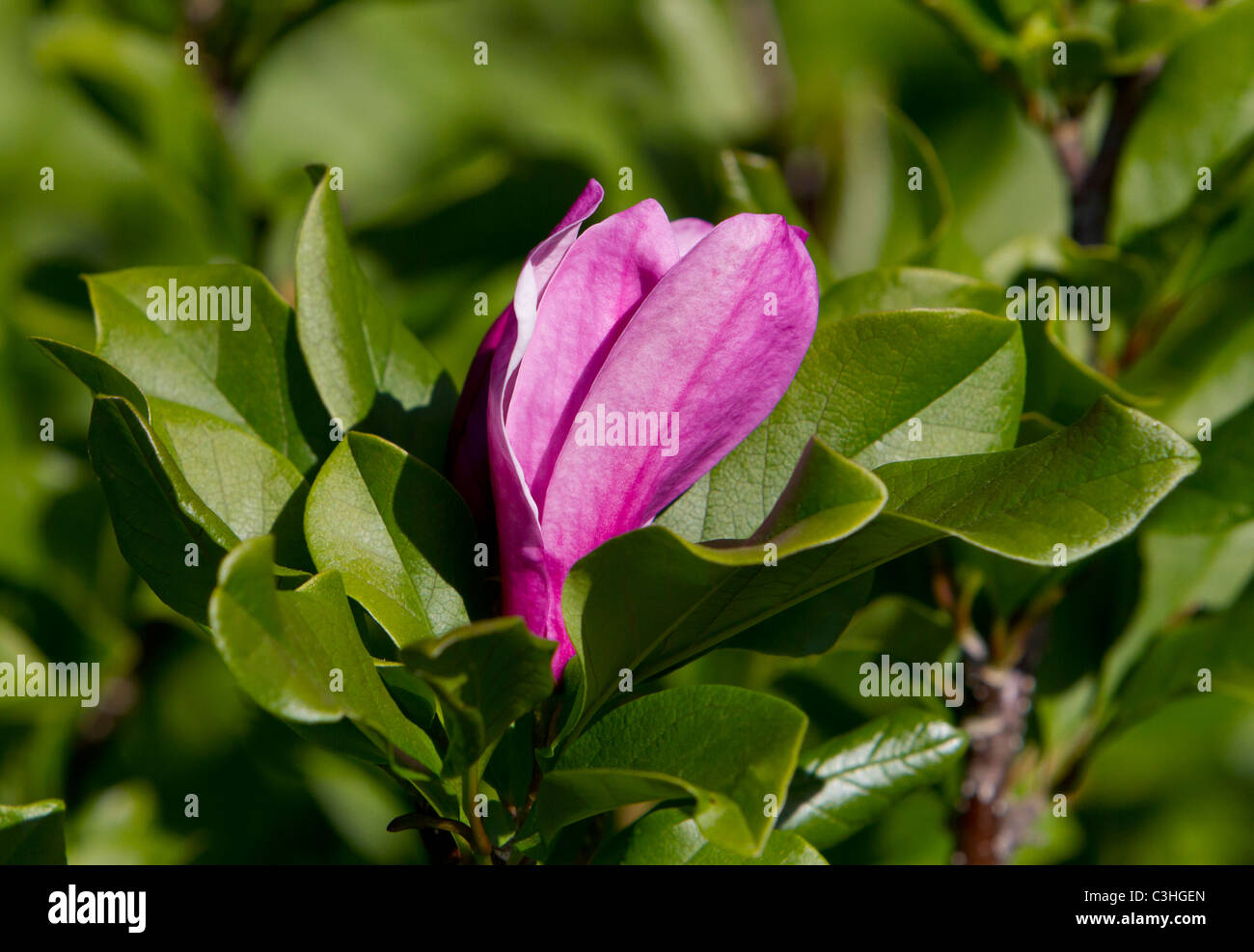 Kosar Hybrid Magnolia X Pinkie Magnoliaceae Stock Photo - Alamy