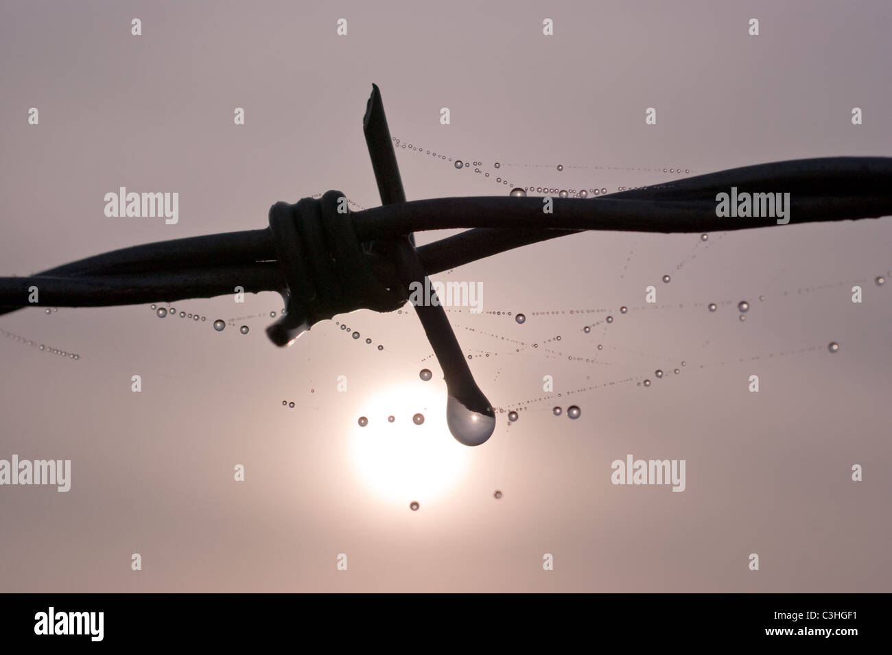 Hanging spiders hi-res stock photography and images - Alamy