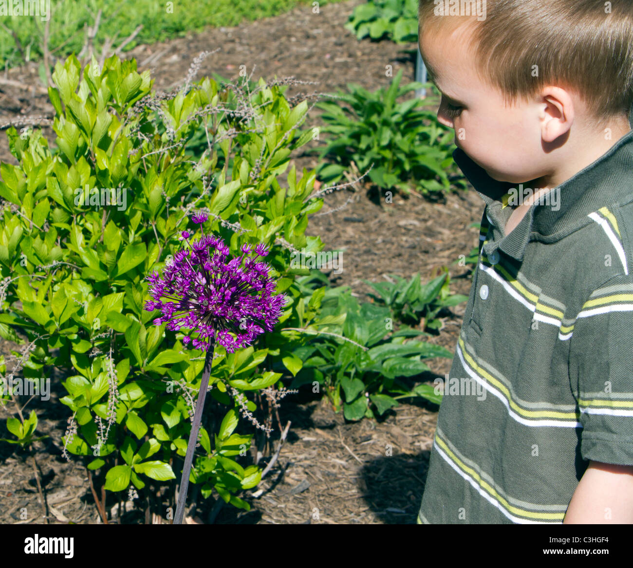 A young boy with flowers in the garden Stock Photo - Alamy