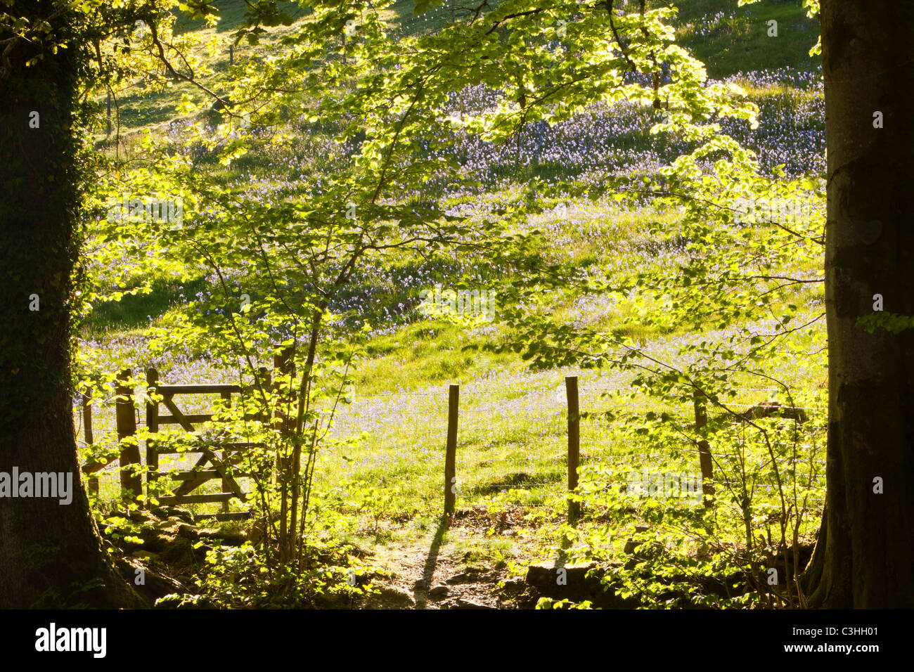 Bluebells near Hawkshead, Lake District, UK Stock Photo - Alamy