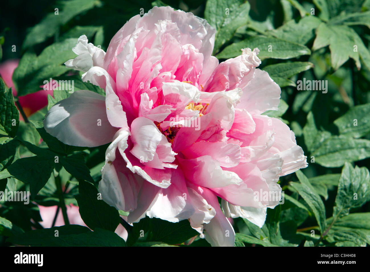 Paeonia Suffruticosa Tree Peony Stock Photo - Alamy