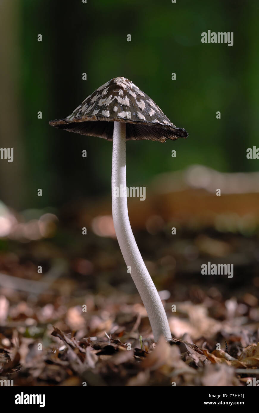 Magpie ink cap hi-res stock photography and images - Alamy