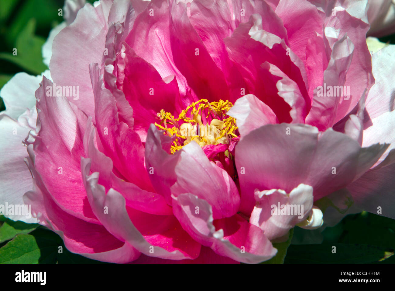 Paeonia Suffruticosa Tree Peony Stock Photo - Alamy
