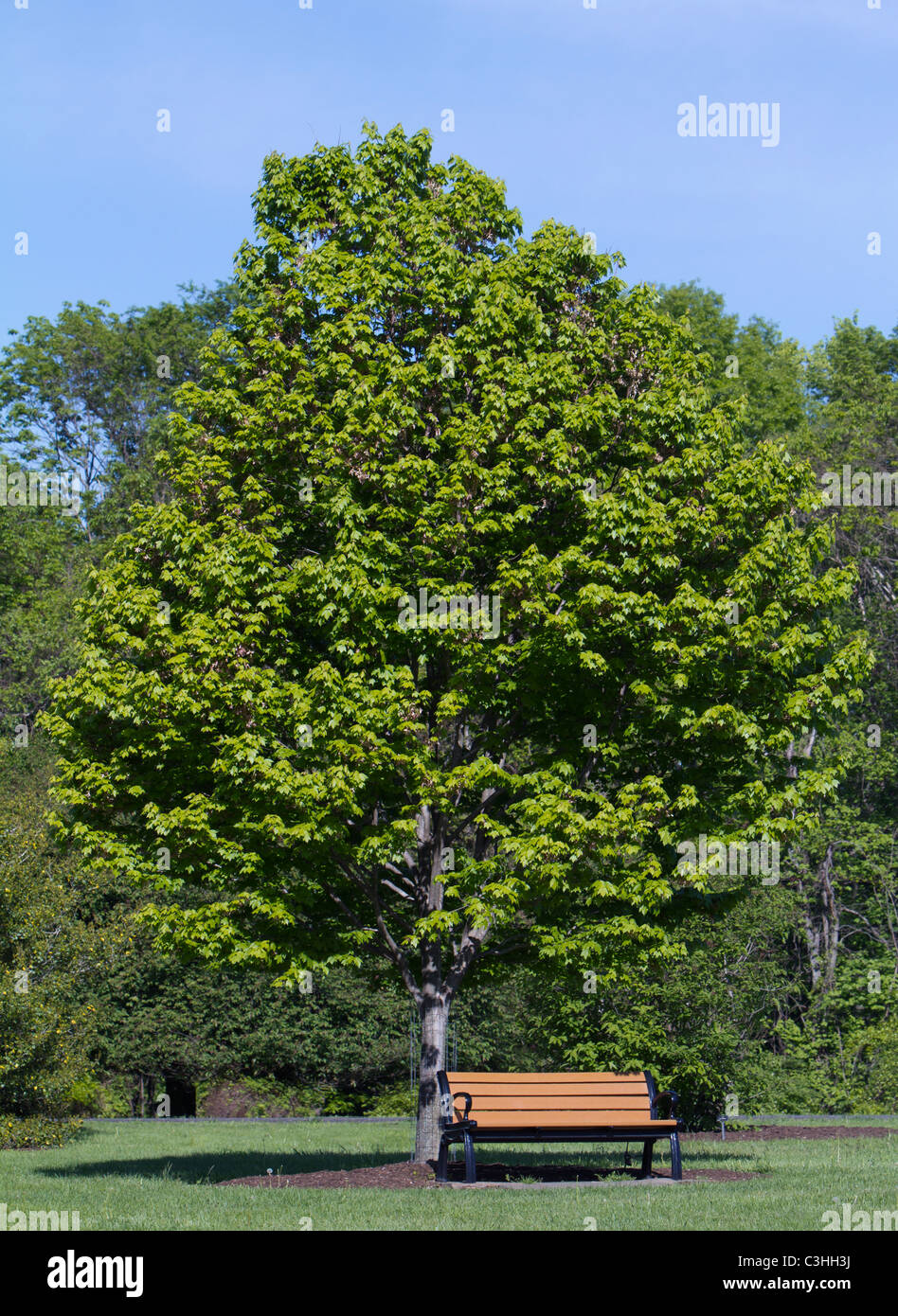 Park bench under maple tree hi-res stock photography and images - Alamy