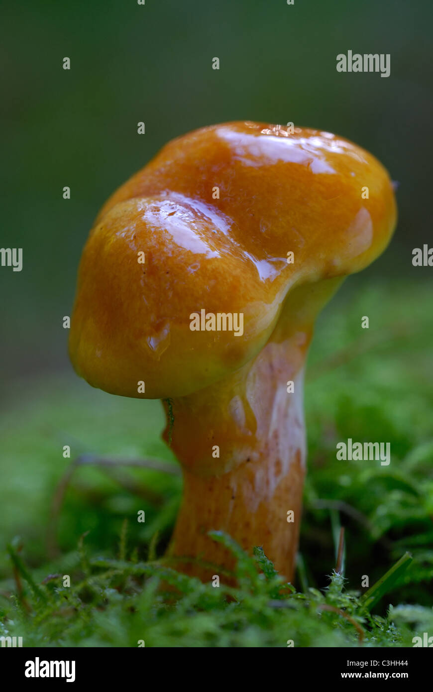 Larch bolete suillus grevillei hi-res stock photography and images - Alamy